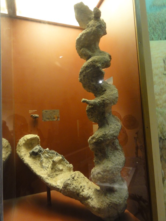 2000万年以上前の螺旋状の化石「悪魔のコルク抜き」の謎に迫る（アメリカ） | ニコニコニュース