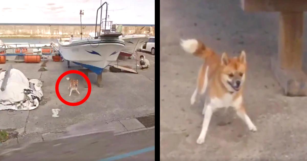 「幸せな気持ちになった」グーグルマップに写っていた日本の犬の行動が可愛いすぎると海外で話題に笑 | ニコニコニュース